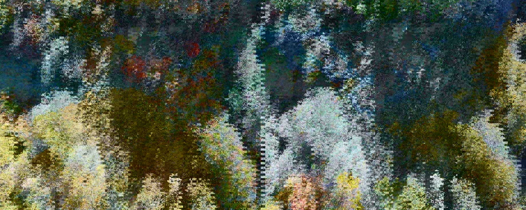 Knepp Wildland Carbon Project | Arup