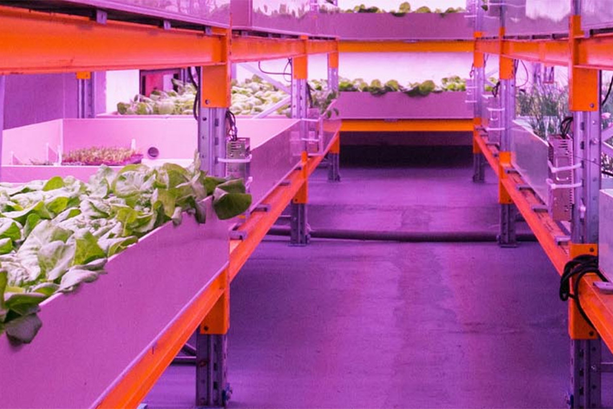 Controlled environment agriculture - Arup